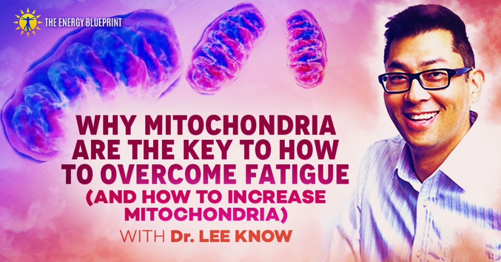 Why Mitochondria Are The Key To How To Overcome Fatigue (And How To ...