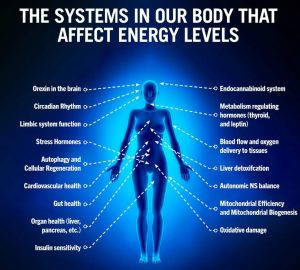 The Energy Blueprint CC V2 - The Energy Blueprint
