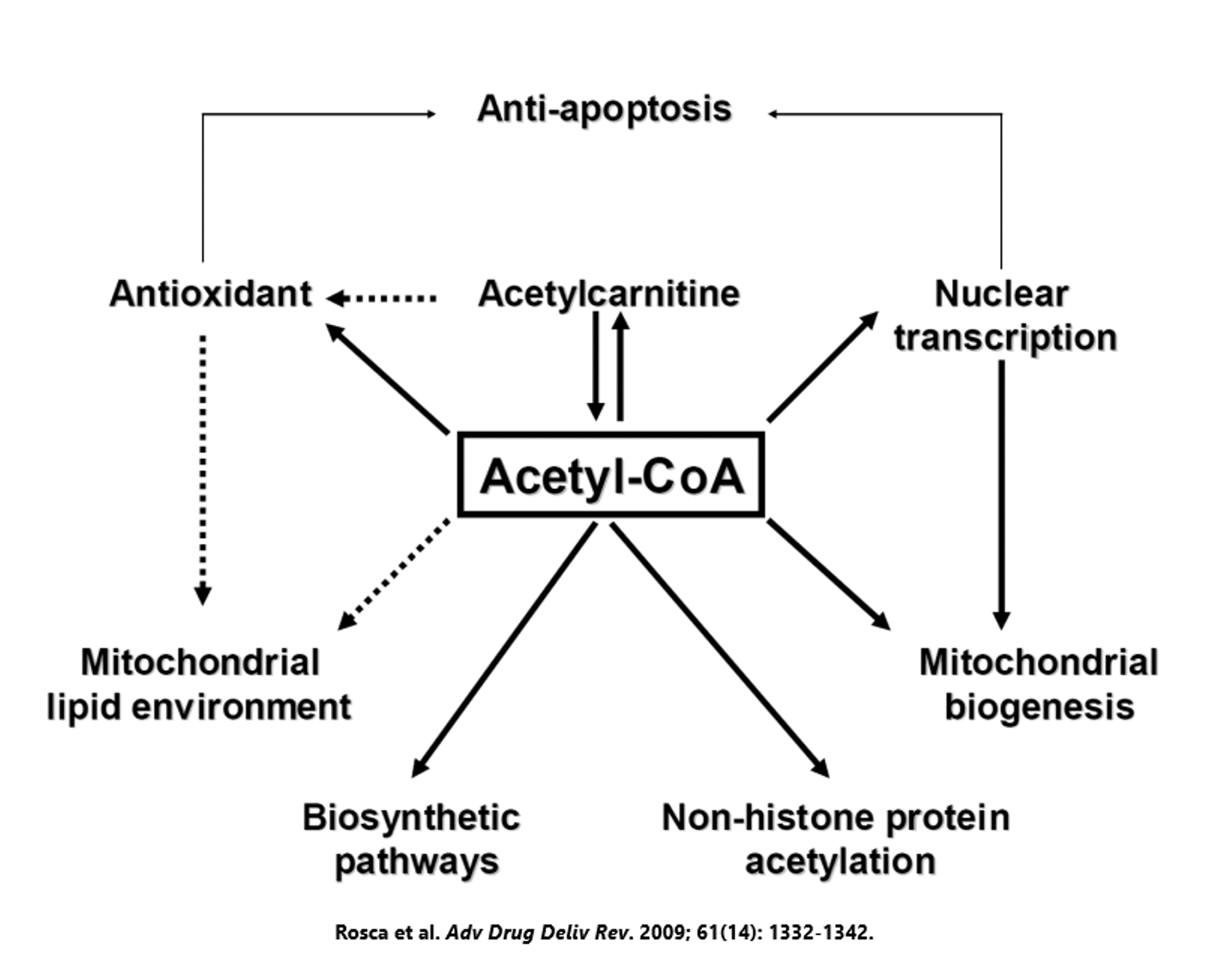 The Brain and Mitochondria Boosting Benefits of Acetyl-L-Carnitine ...