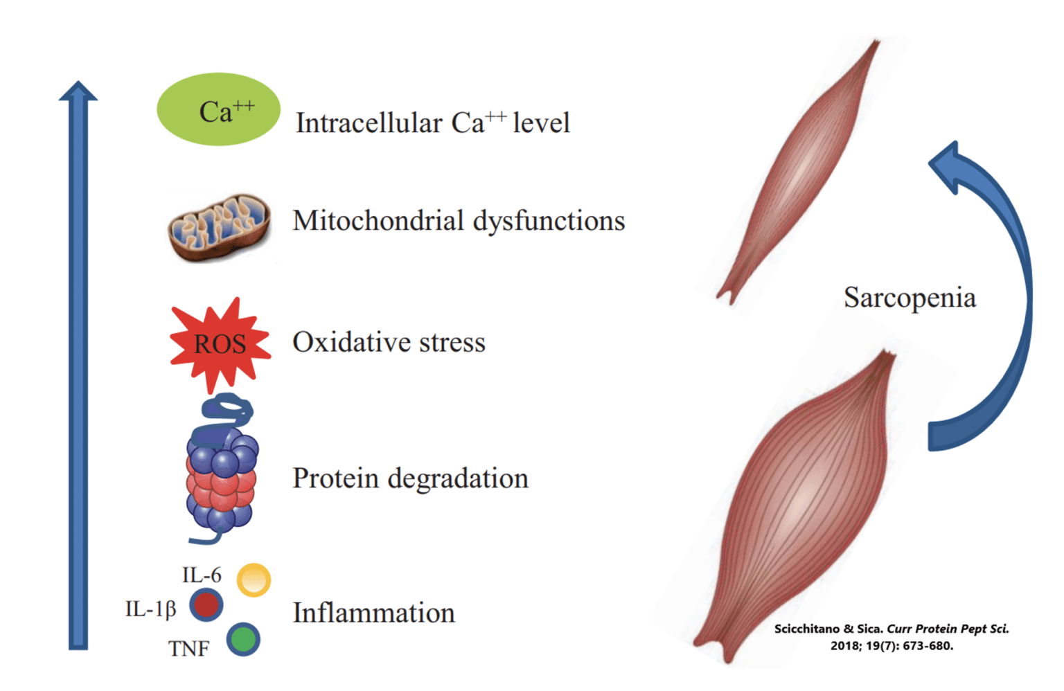 The Benefits of Taurine on Mitochondrial Health by Alex Leaf, M.S ...