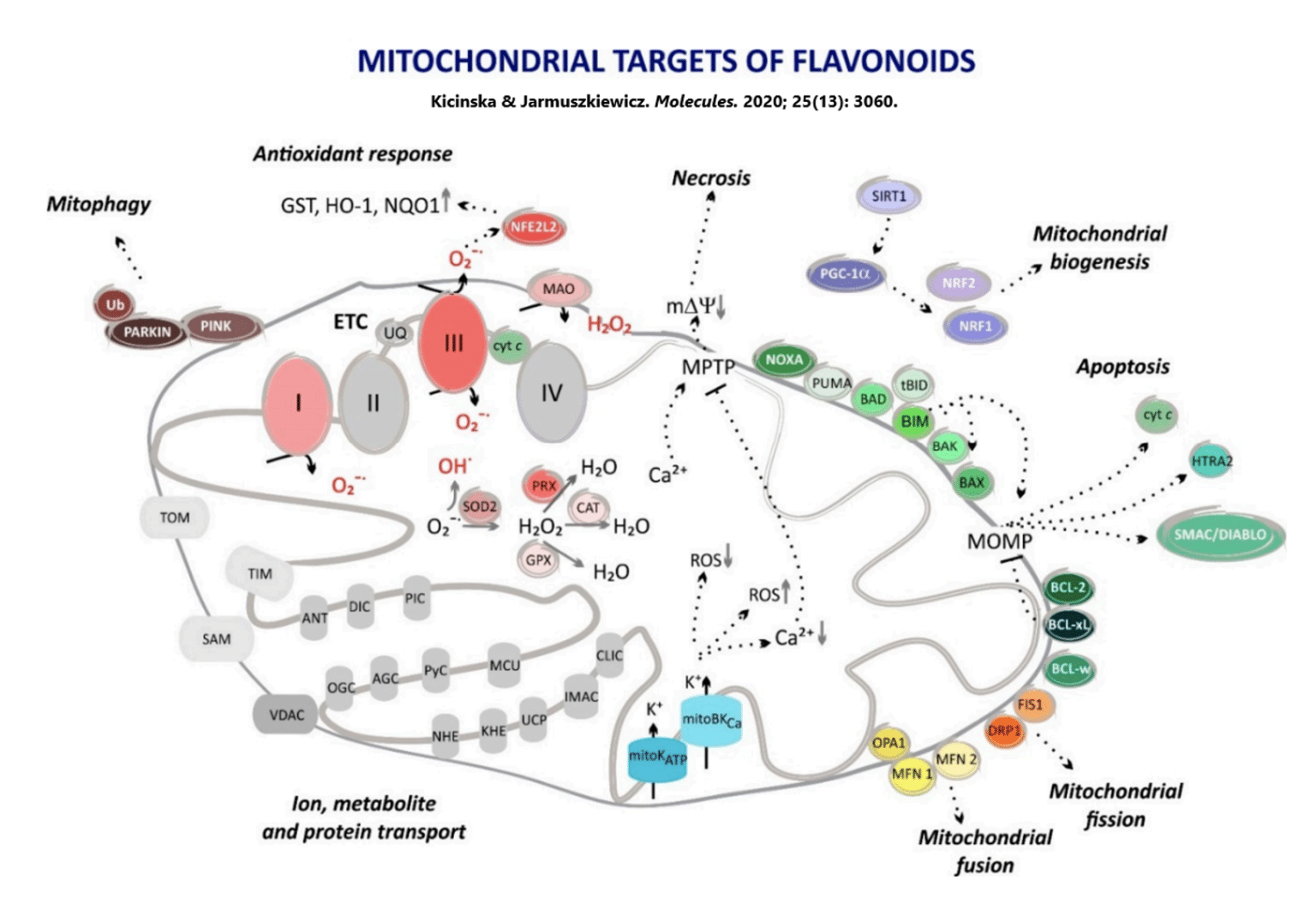 4 Little Known Benefits of Citrus Bioflavonoids For Metabolic and ...